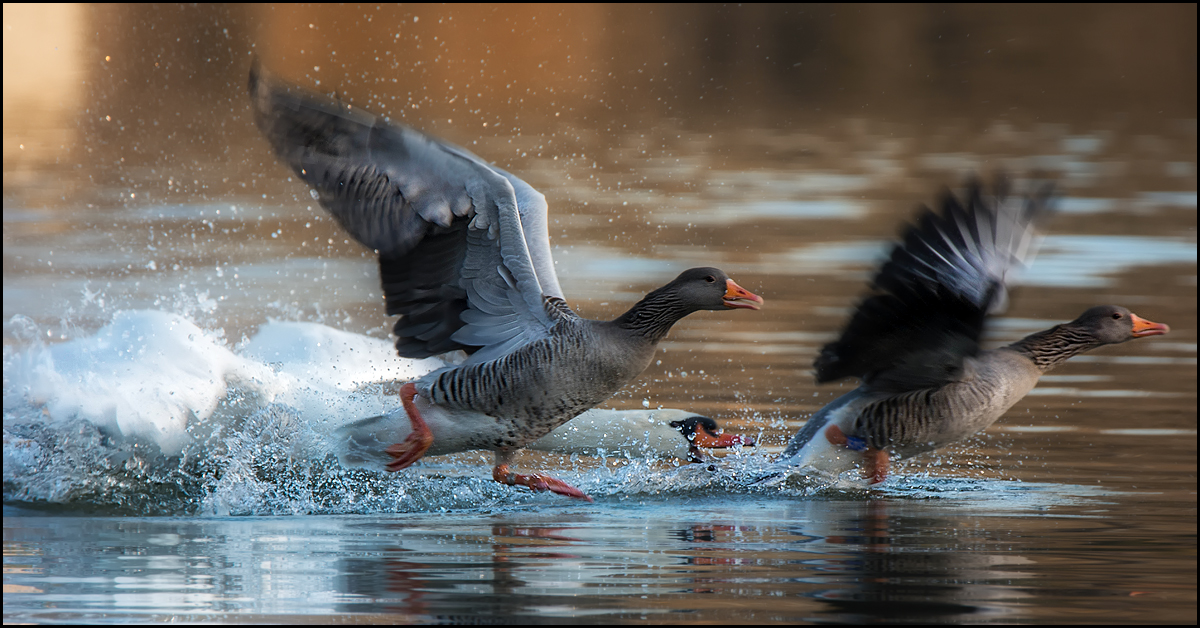 Der Digitalbilder Thread