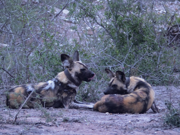 My South Africa Adventure - Page 3 - The ZT2 Round Table