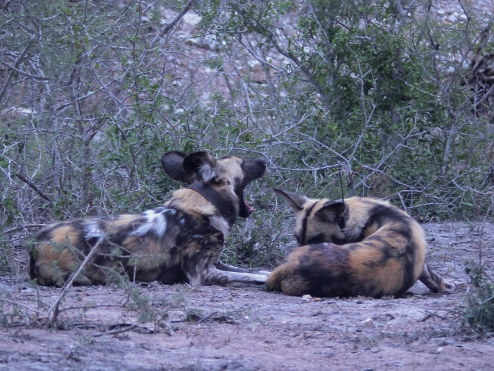 My South Africa Adventure - Page 3 - The ZT2 Round Table