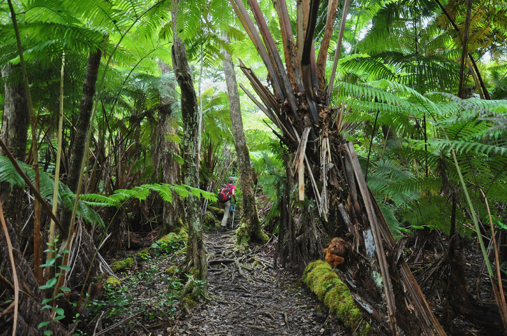 Makahi Trail - Big Island